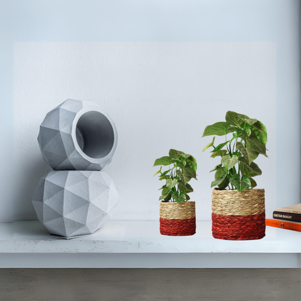 Collections – Ecoflore